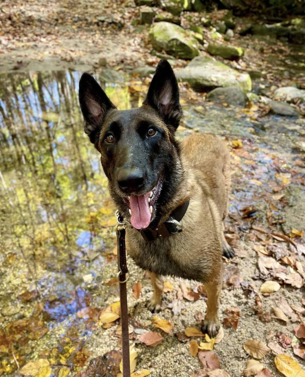 Working Dog Training | Greenside Canine Training