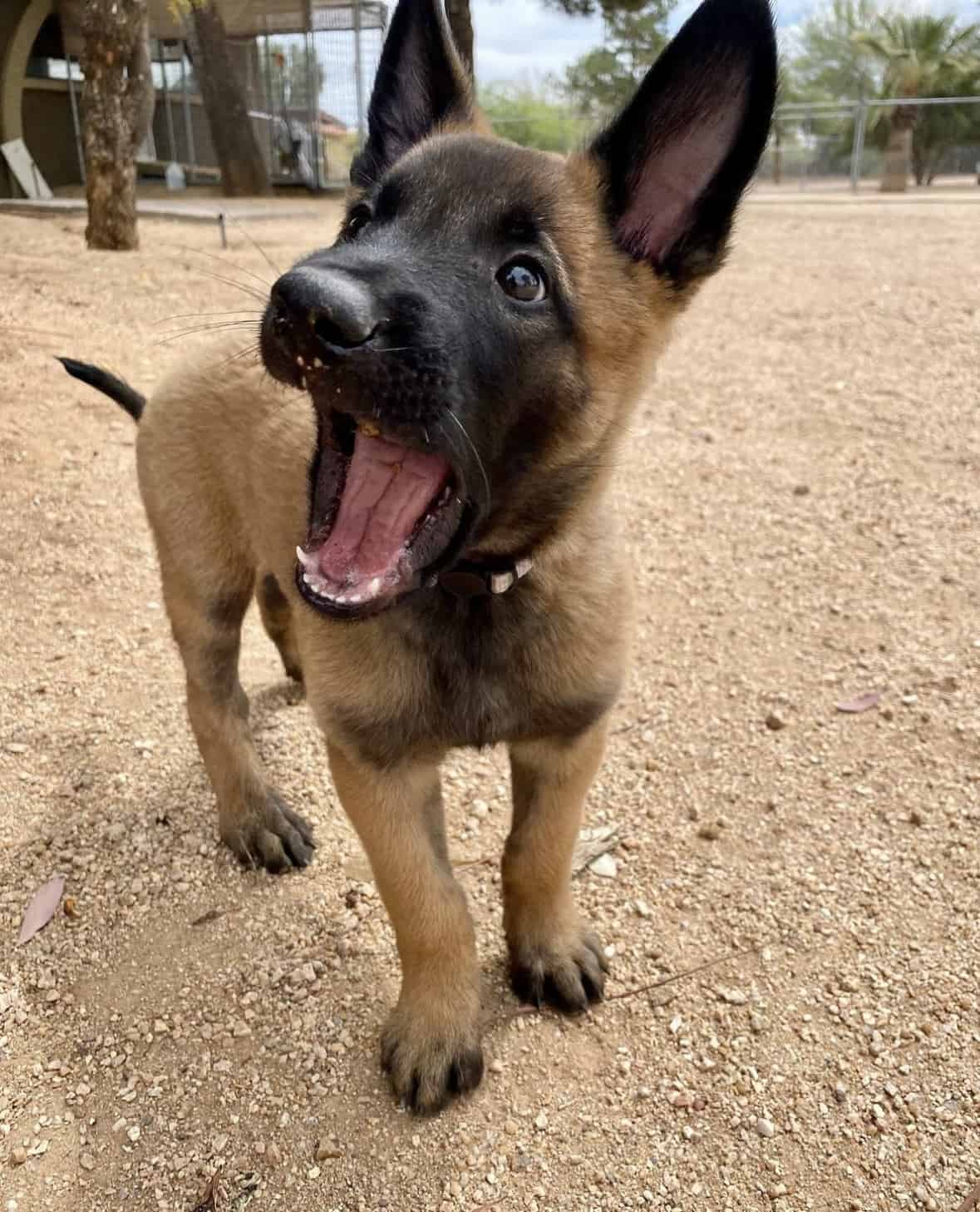 Private Lessons | Greenside Canine Training