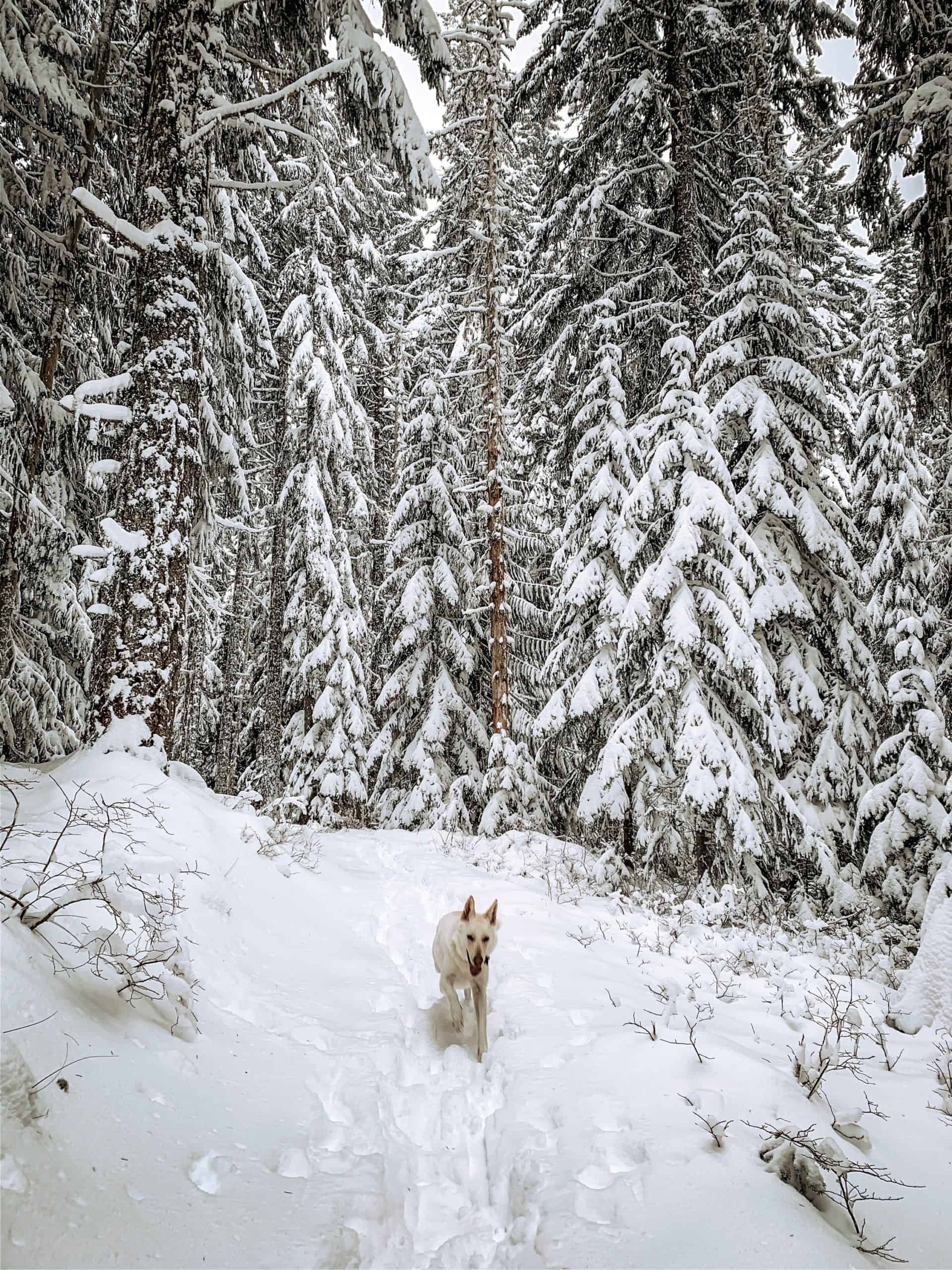 Board and Train Programs | Greenside Canine Training Board and Train Programs | Greenside Canine Training