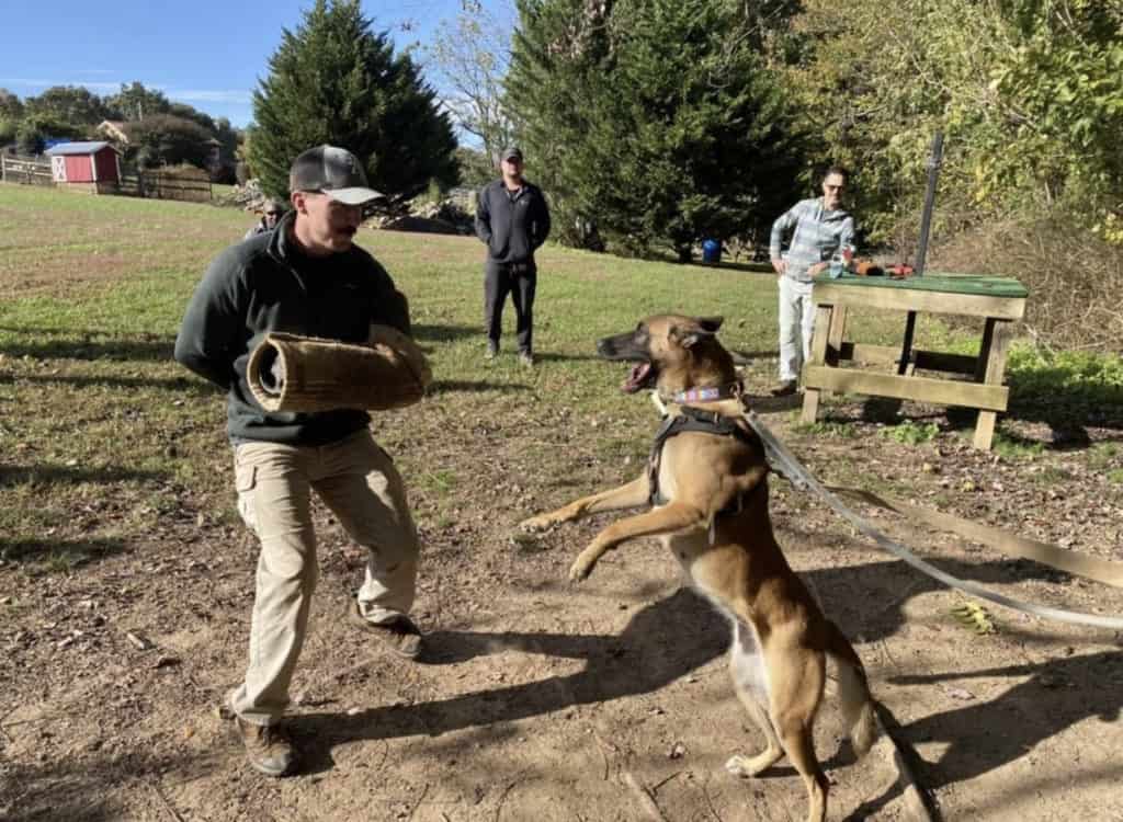Working Dog Training | Greenside Canine Training