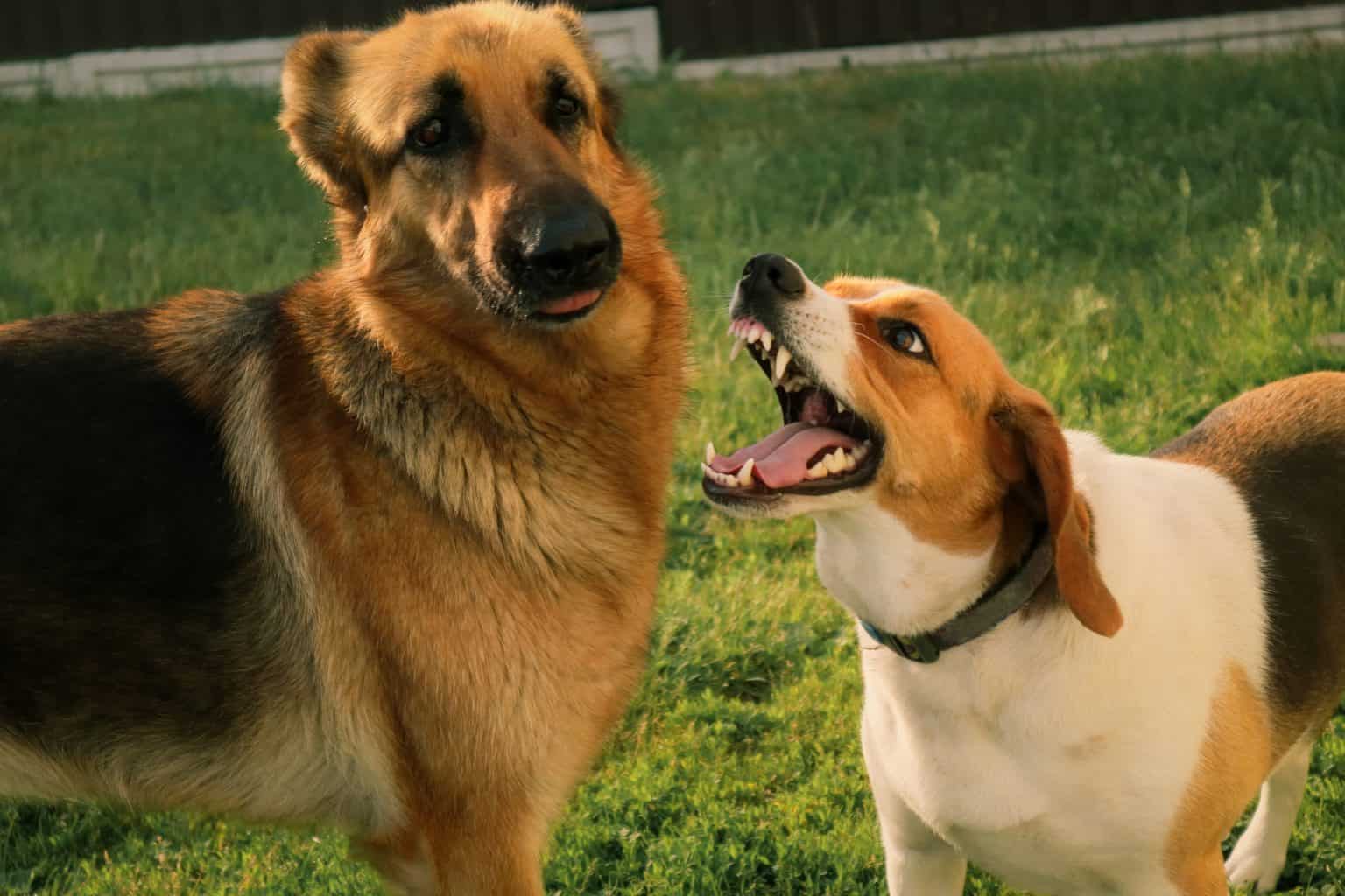 The Differences Between Playful And Aggressive Behavior In Dogs ...