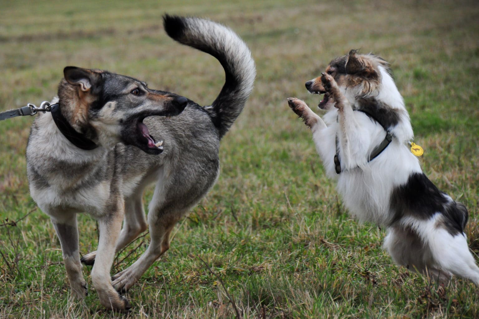 The Differences Between Playful And Aggressive Behavior In Dogs ...