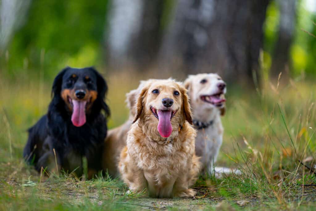How To Choose The Right Dog For Your Home | Greenside Canine Training