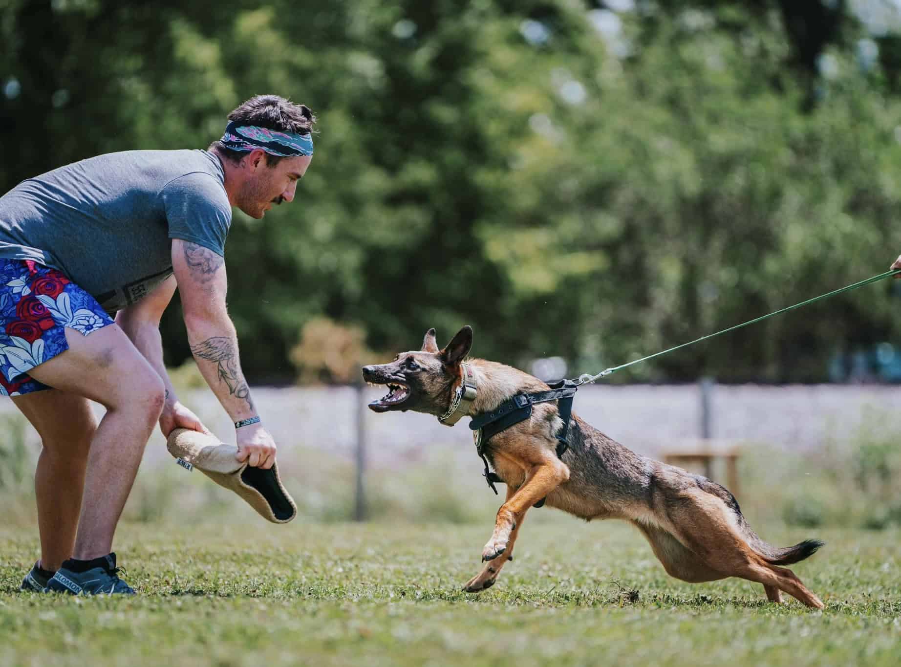 Home | Greenside Canine Training