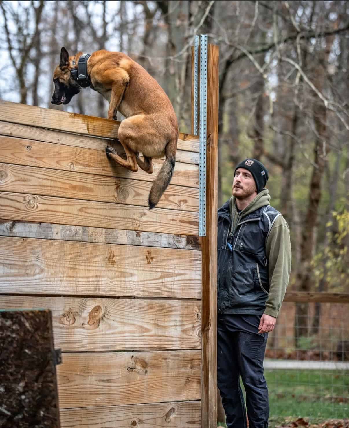 Working Dog Training | Greenside Canine Training